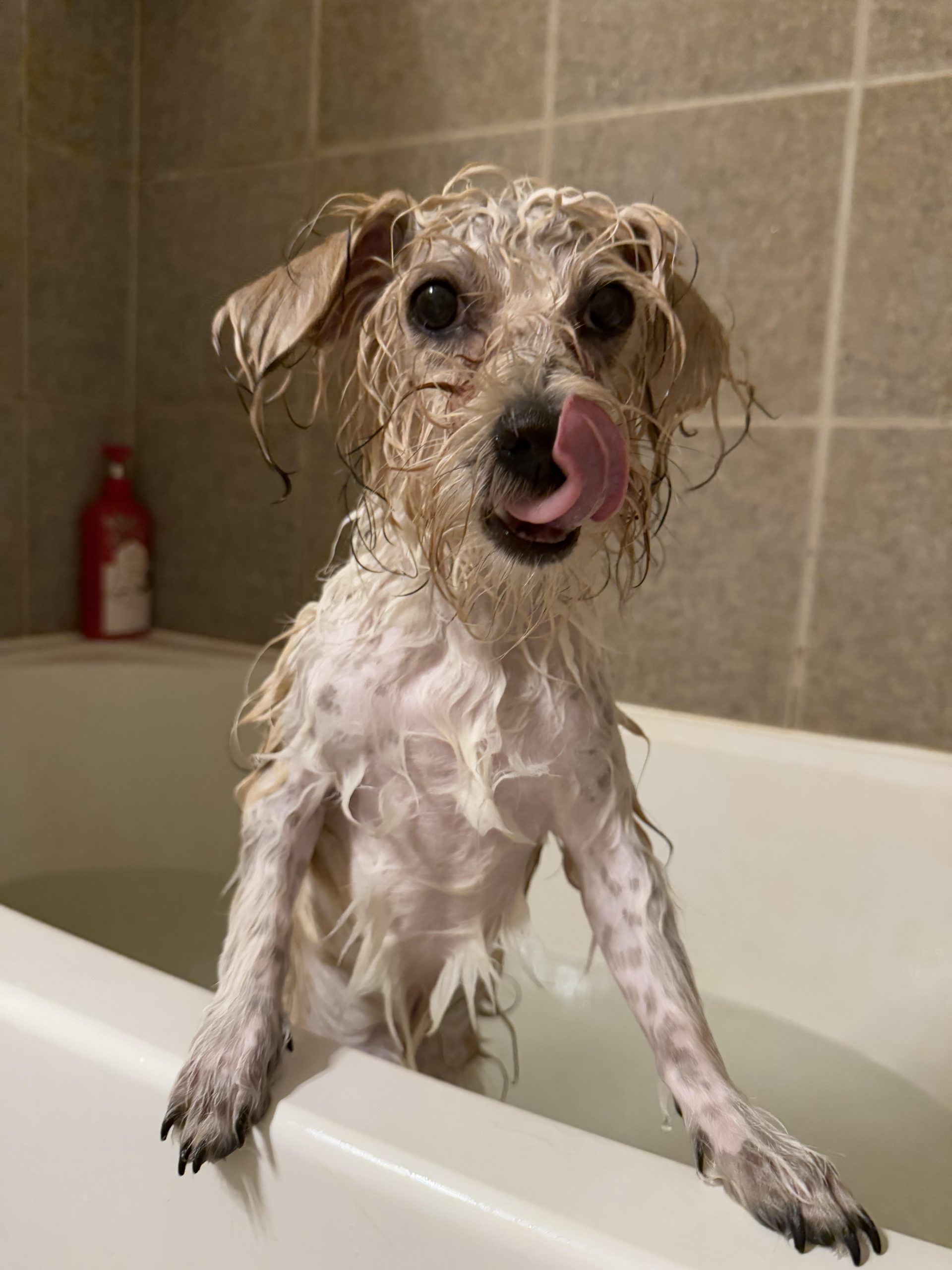 Home - Bo's Pet Sitting